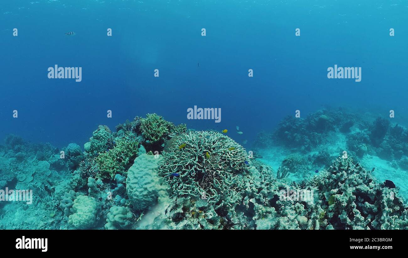 The underwater world of coral reef with fishes at diving. Coral garden ...