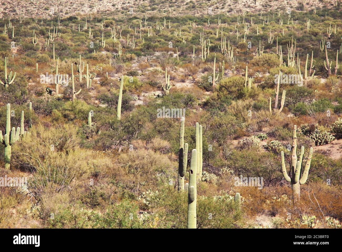Cactus in Mexico Stock Photo - Alamy