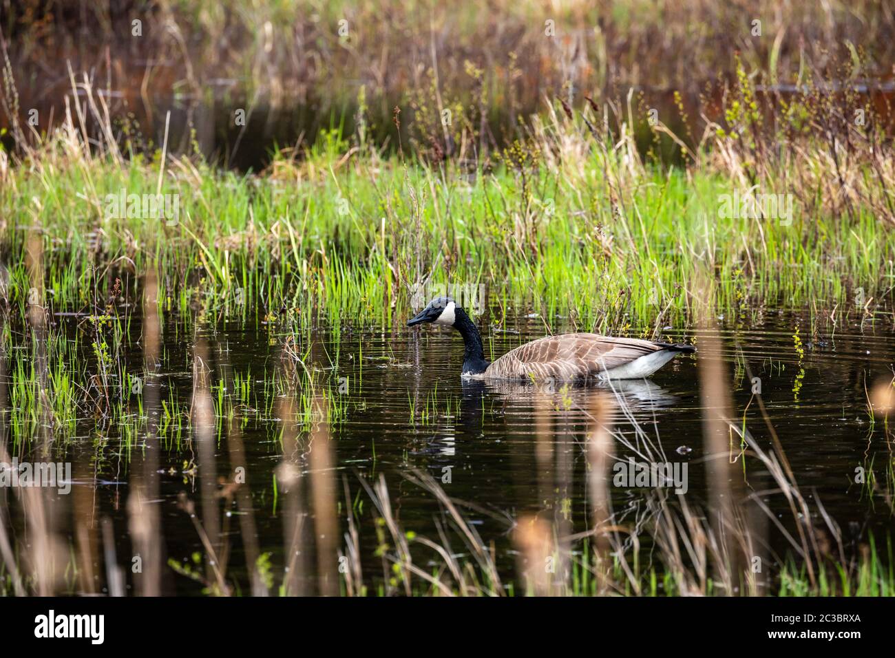 Goose in the pond hi-res stock photography and images - Alamy