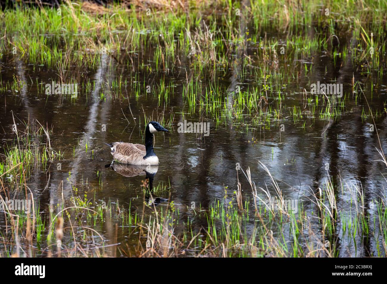 Goose in the pond hi-res stock photography and images - Alamy