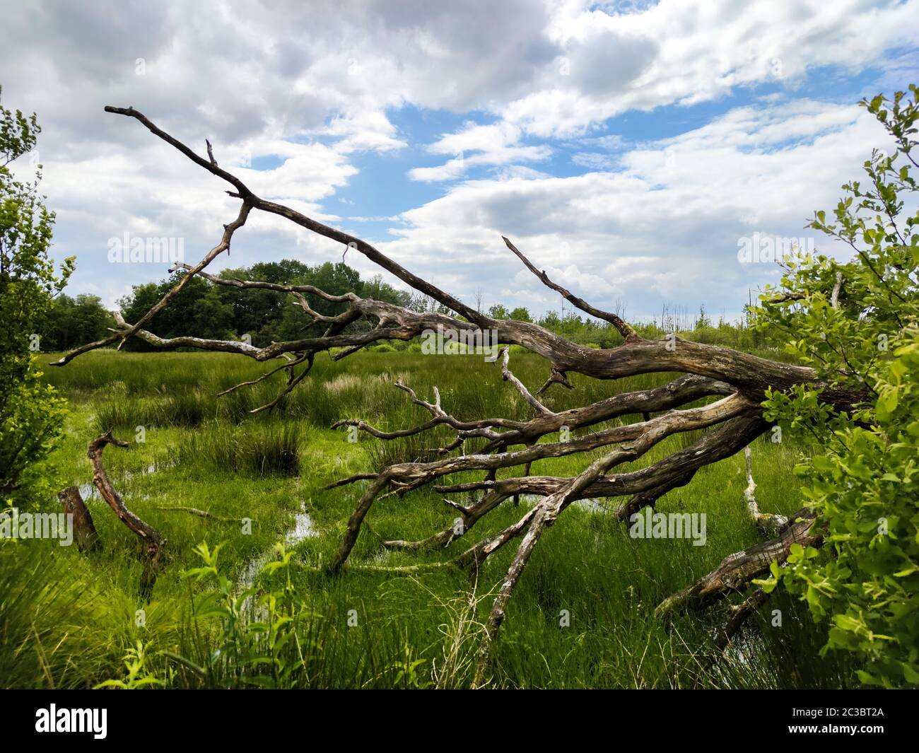 hoto of landscape of national park swamp with old felled tree in North ...