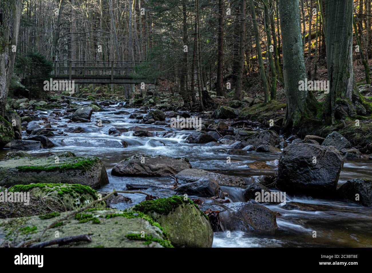 Bridge in forest Stock Photo - Alamy