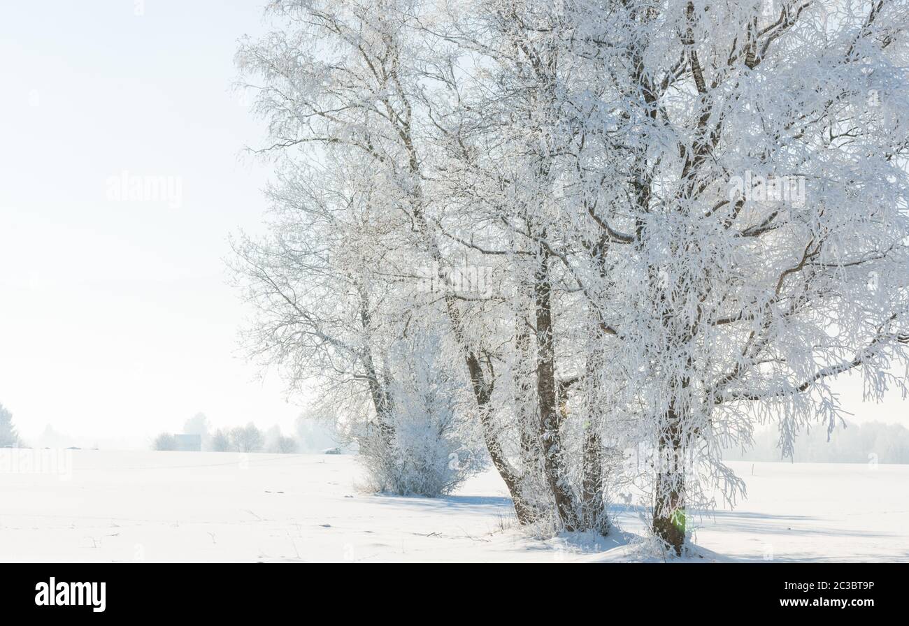 Winter wonderland with trees Stock Photo - Alamy