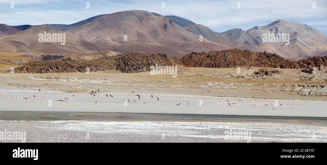 Laguna Grande in the Catamarca Province at the Puna de Atacama ...