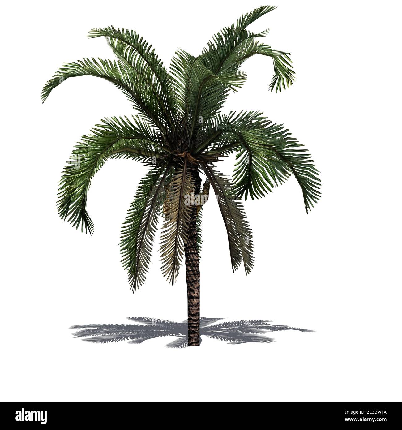 a single Date Palm with shadow on the floor Stock Photo - Alamy