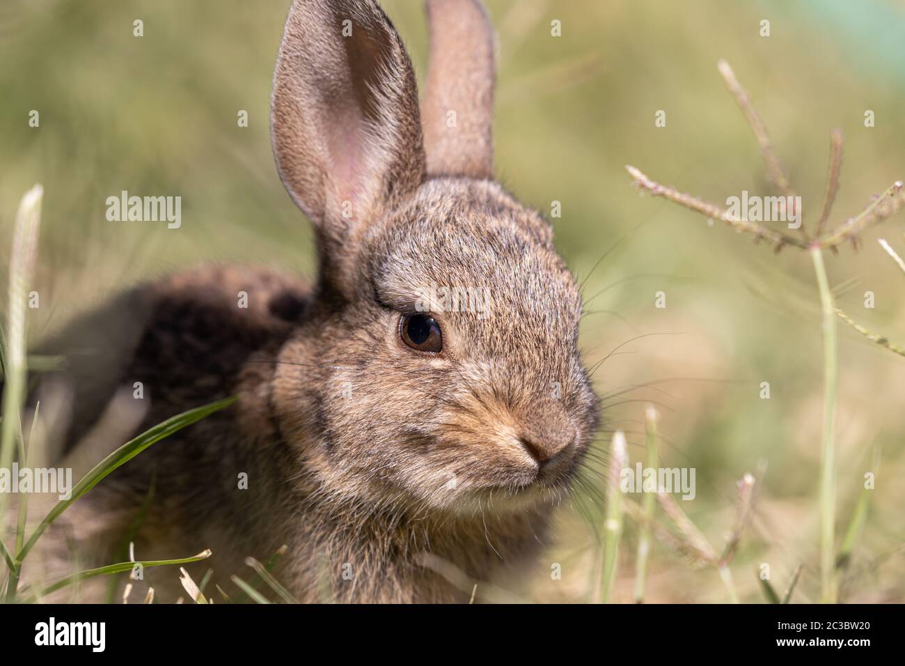 Cute Young Cottontail Rabbit in Summer Stock Photo - Alamy