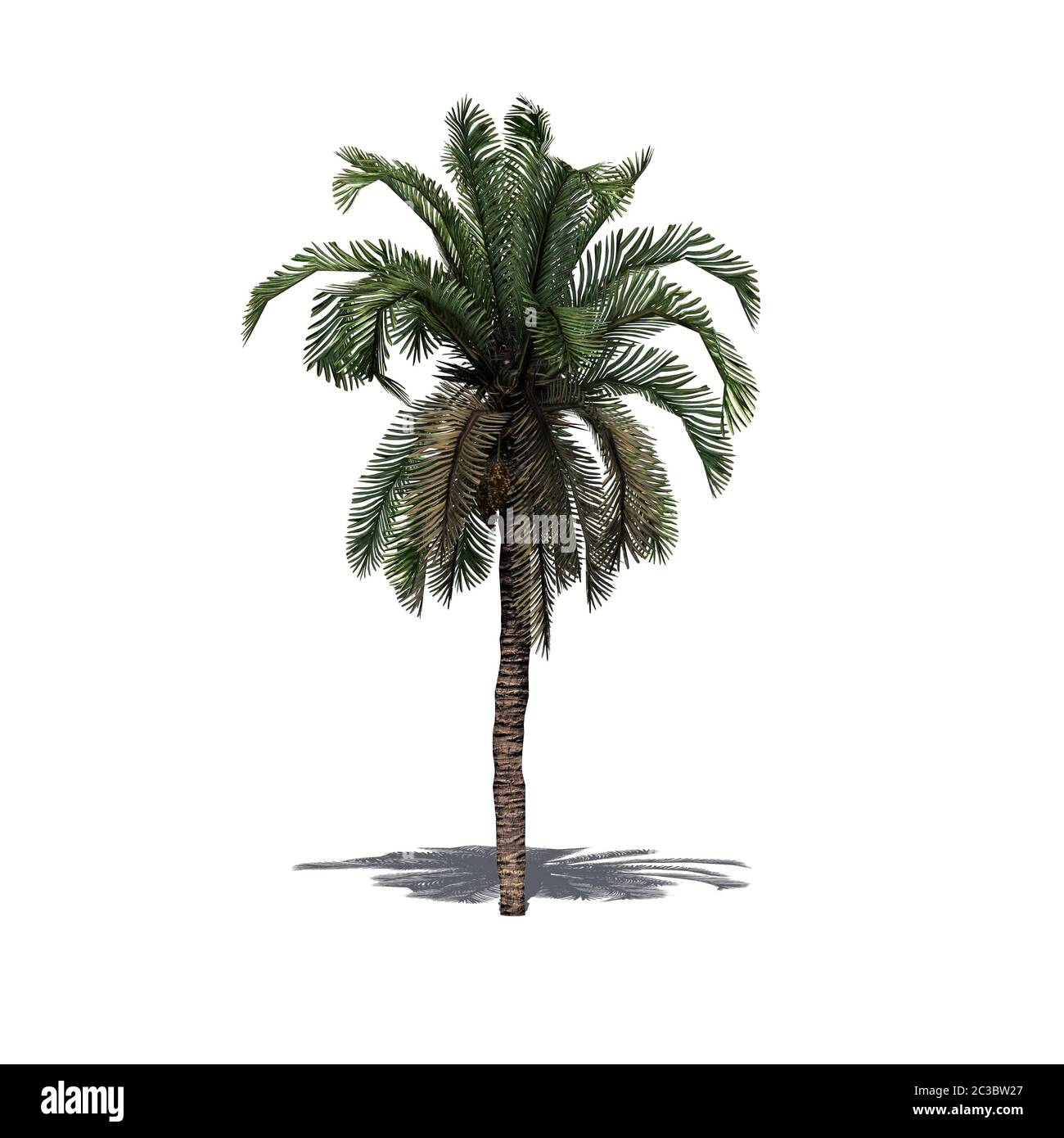 Date Palm with shadow on the floor Stock Photo - Alamy