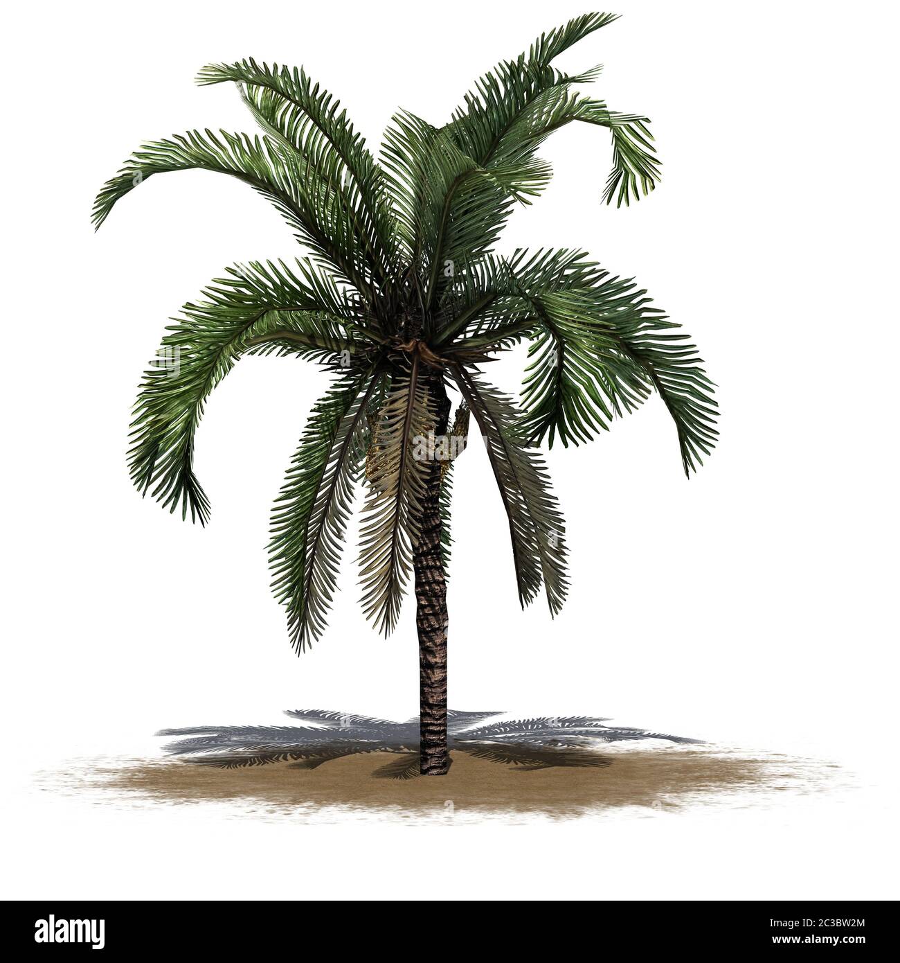 a single Date Palm on a sand area Stock Photo - Alamy