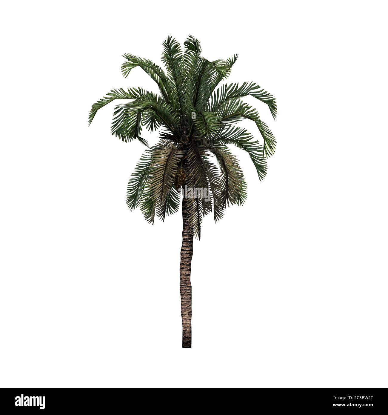 Date palm collection hi-res stock photography and images - Alamy