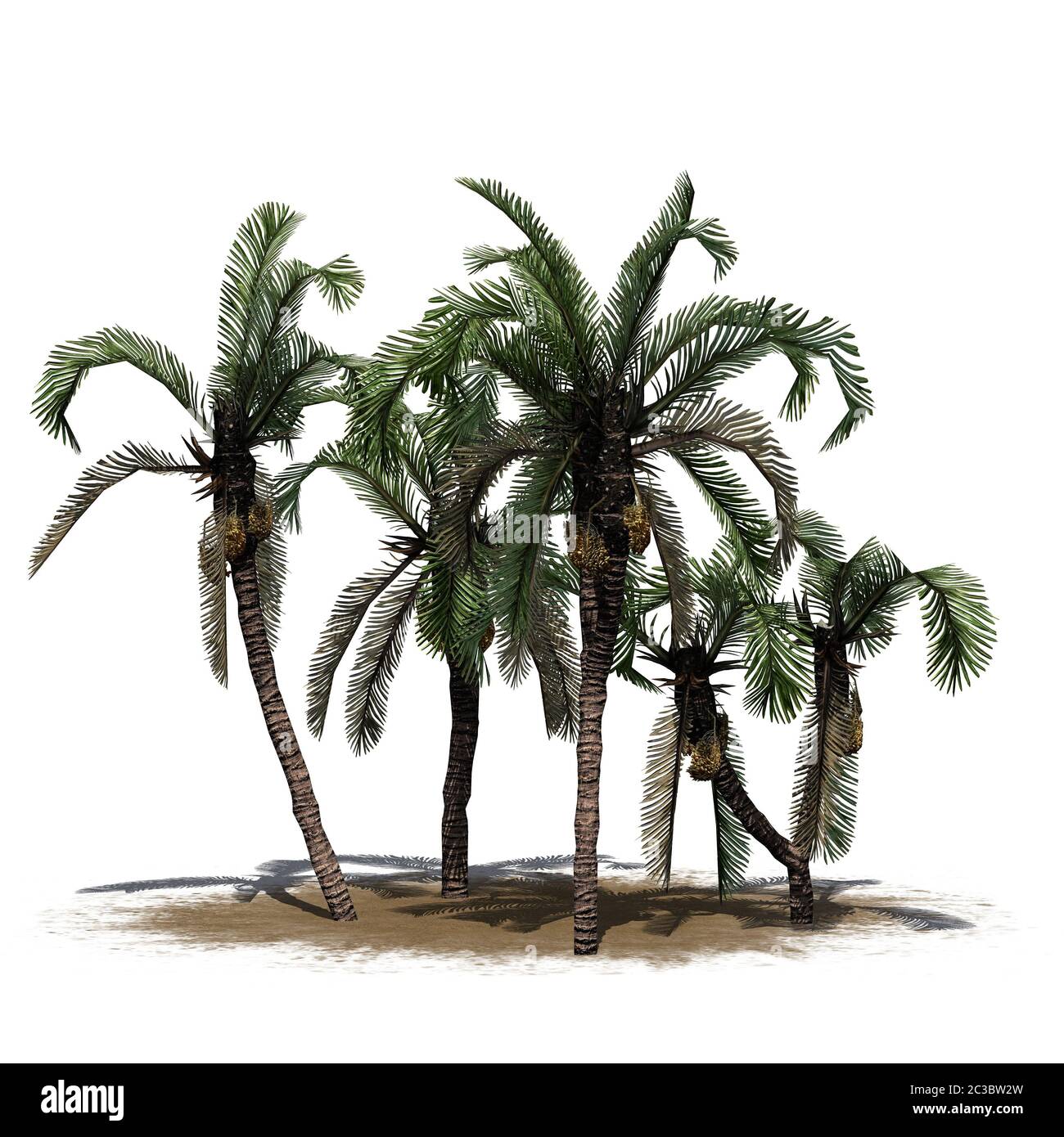 Palm date tree Cut Out Stock Images & Pictures - Alamy