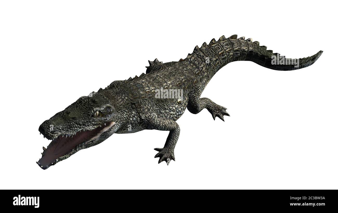 Crocodile wildlife Cut Out Stock Images & Pictures - Alamy