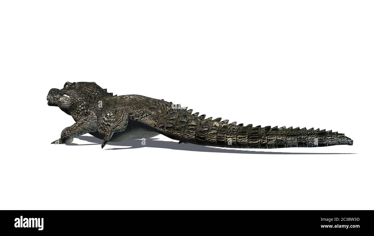 crocodile with shadow on the floor Stock Photo - Alamy