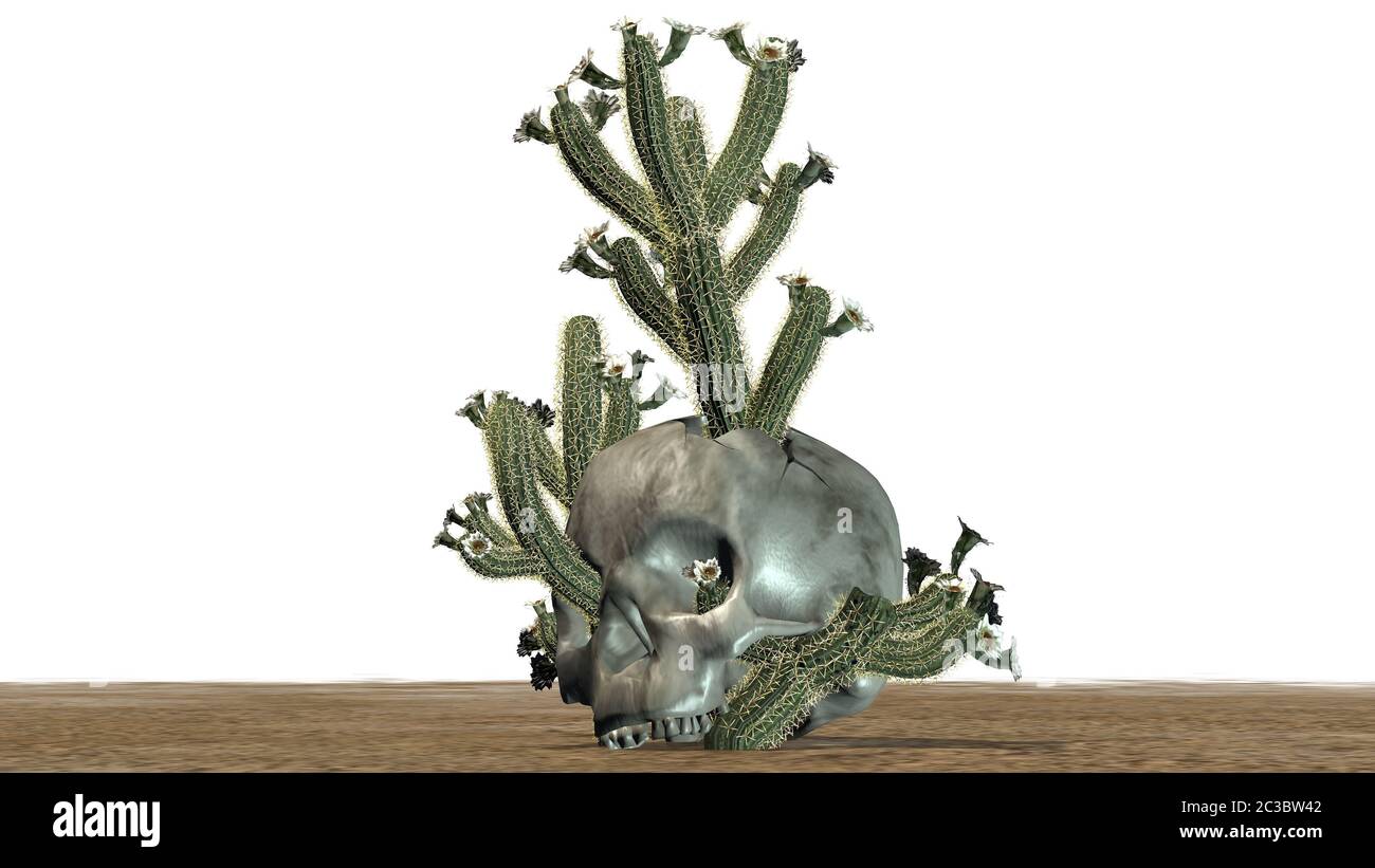Skull Cactus High Resolution Stock Photography and Images - Alamy
