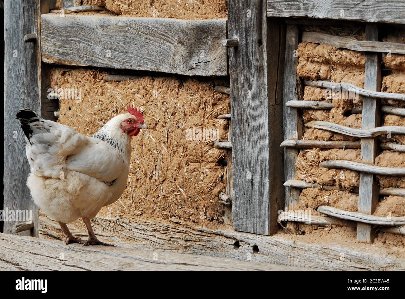 Chicken barn hi-res stock photography and images - Alamy