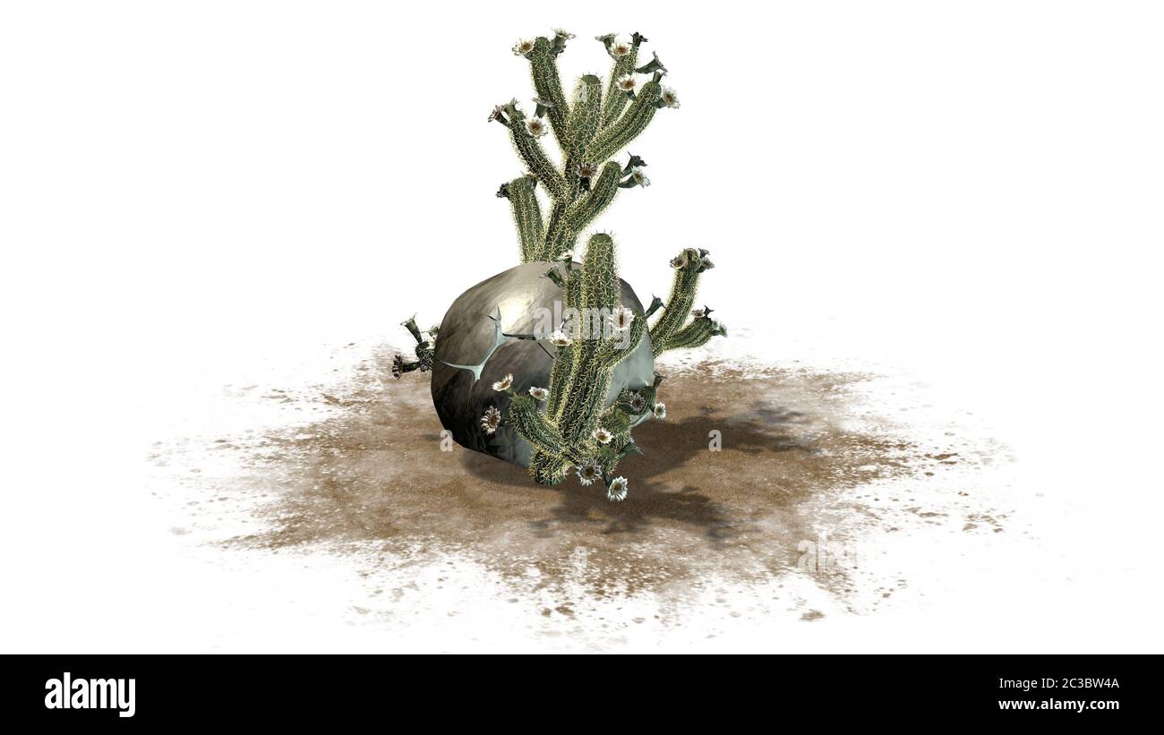 Skull Cactus High Resolution Stock Photography and Images - Alamy