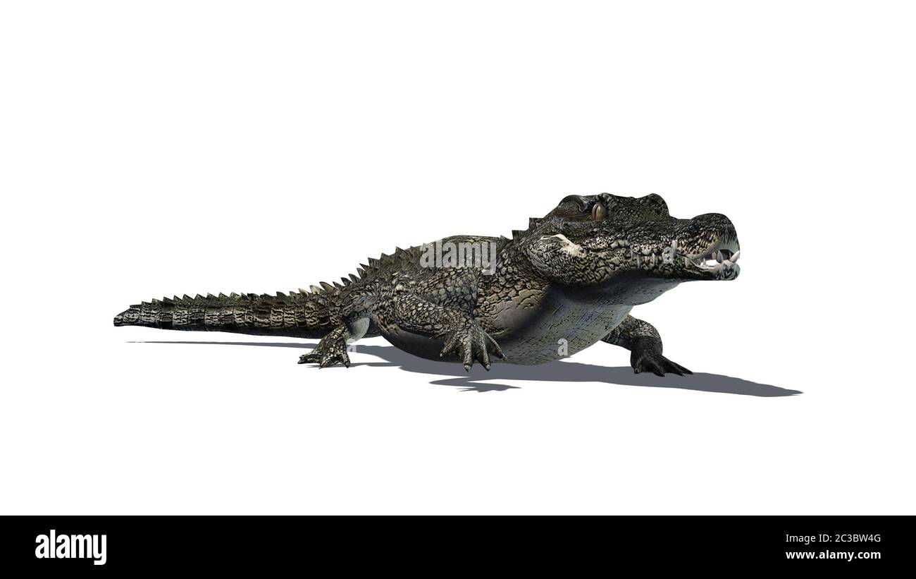 crocodile with shadow on the floor Stock Photo - Alamy