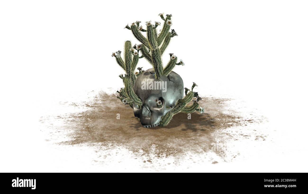 Skull Cactus High Resolution Stock Photography and Images - Alamy