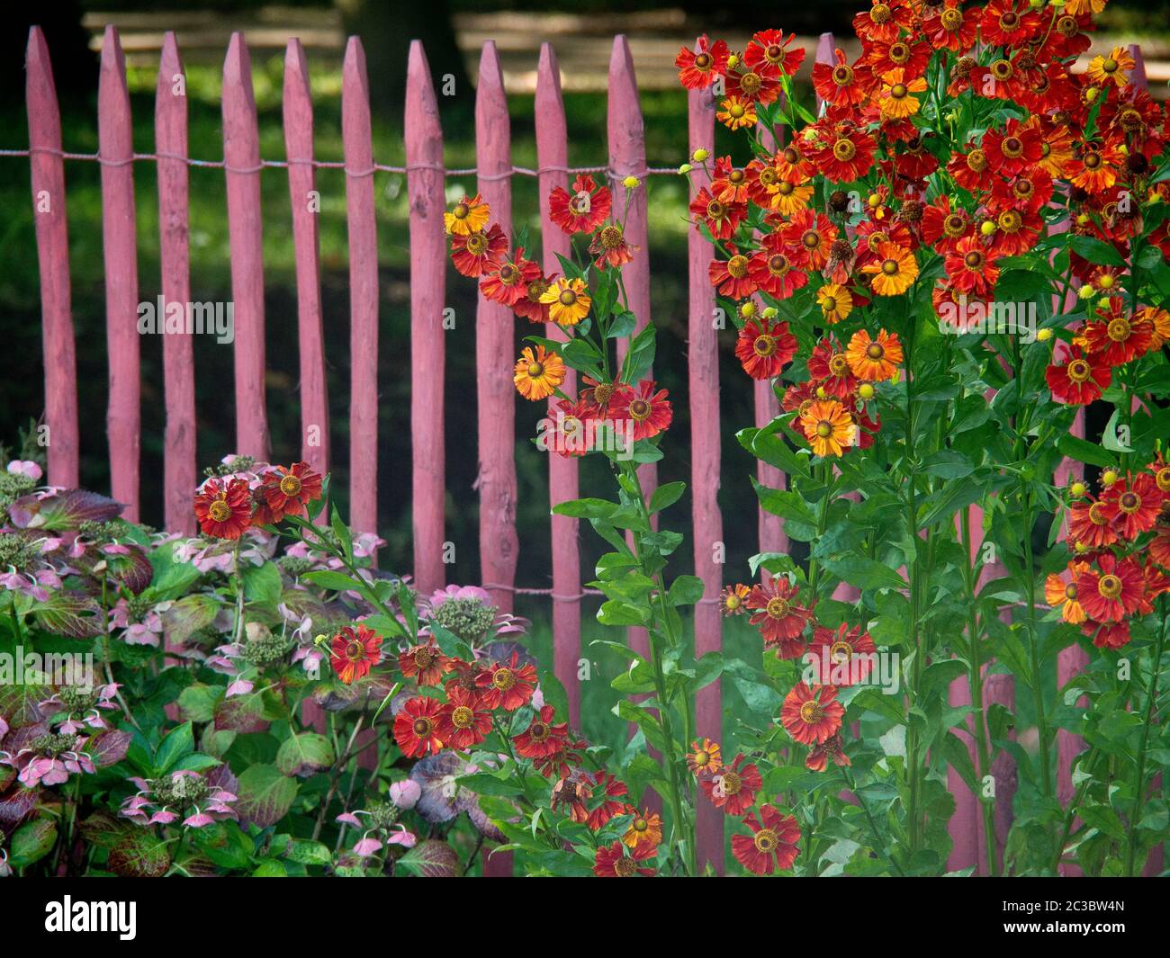 fence and flowers Stock Photo - Alamy
