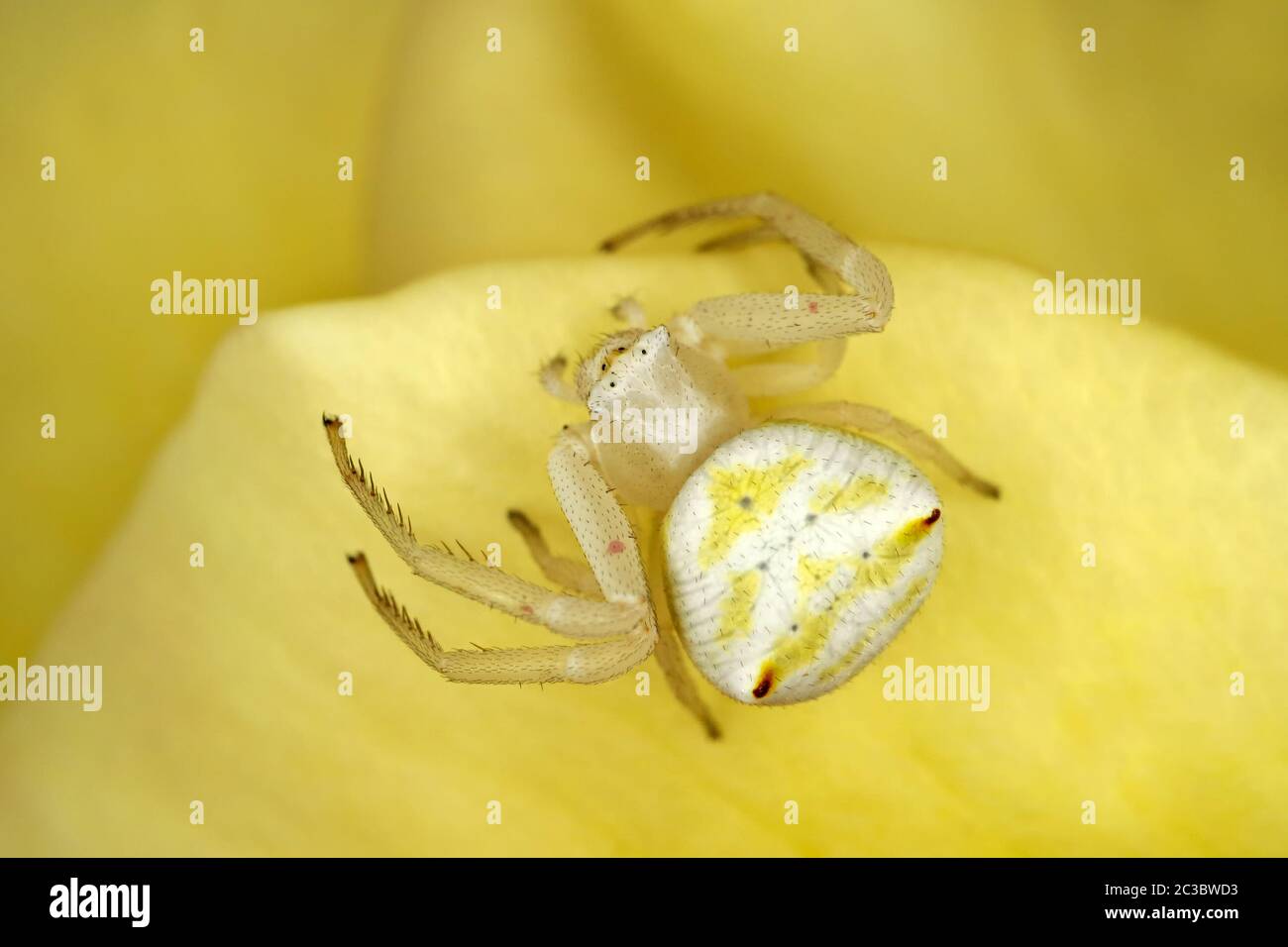 Flower crab spider (Family Thomisidae) sitting on a rose petal, South ...