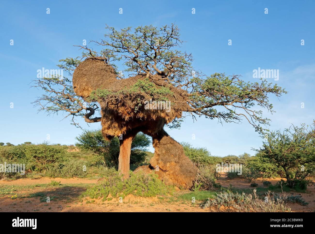 Massive communal nest of sociable weavers (Philetairus socius) in a ...
