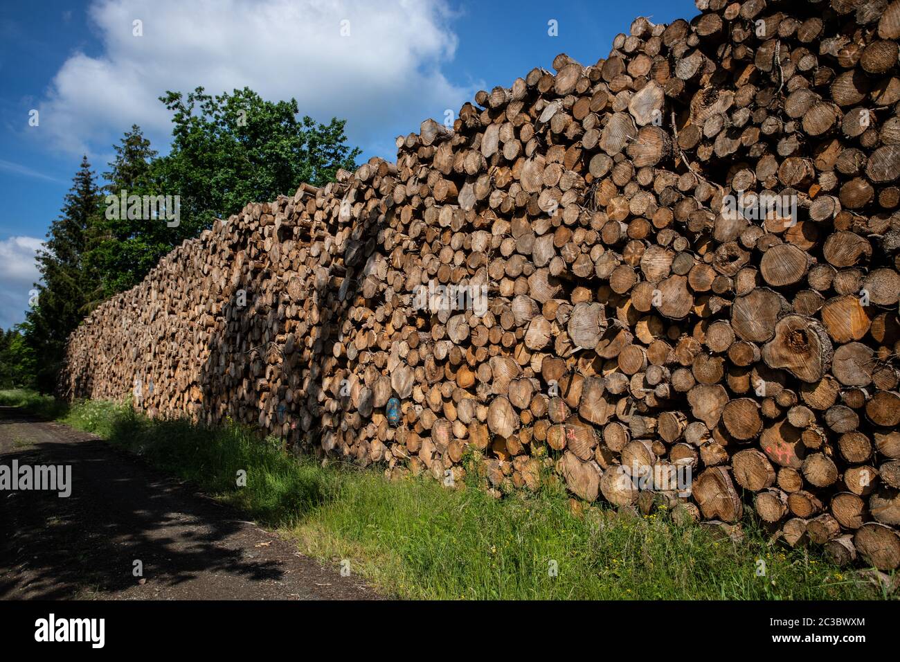 huge wood storage Stock Photo - Alamy