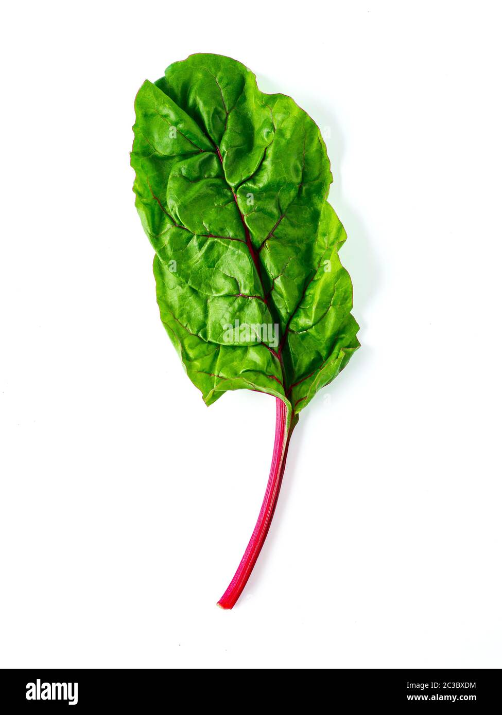 One swiss chard leaf isolated on white background. Fresh swiss rainbow ...