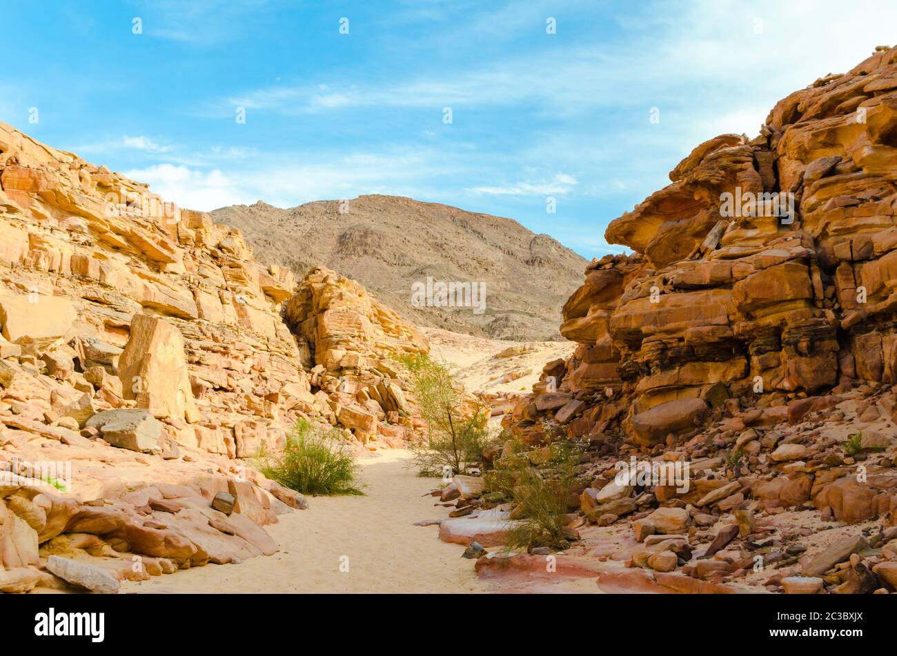 colored canyon with green plants in Egypt Dahab South Sinai Stock Photo ...