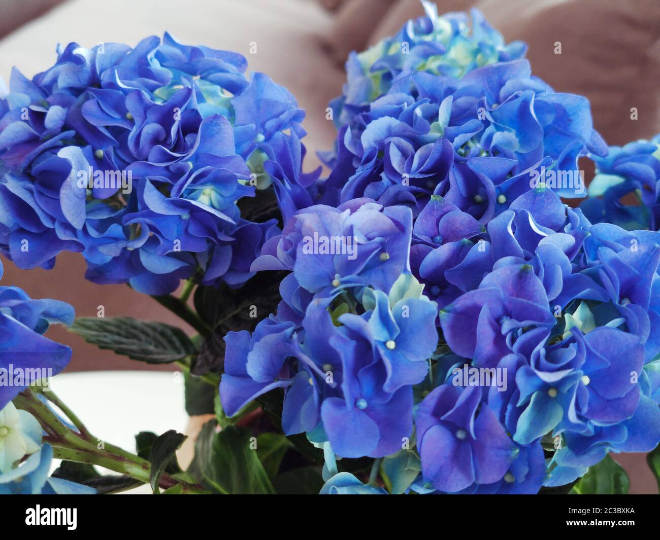 Closeup photo of vibrant blue and violet hydrangea Stock Photo - Alamy