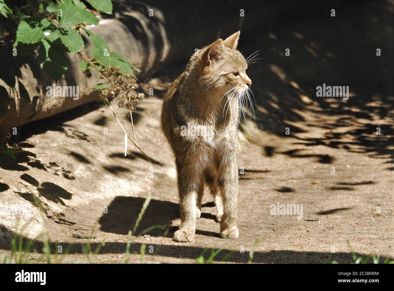 European wildcat forest wildcat felis hi-res stock photography and ...