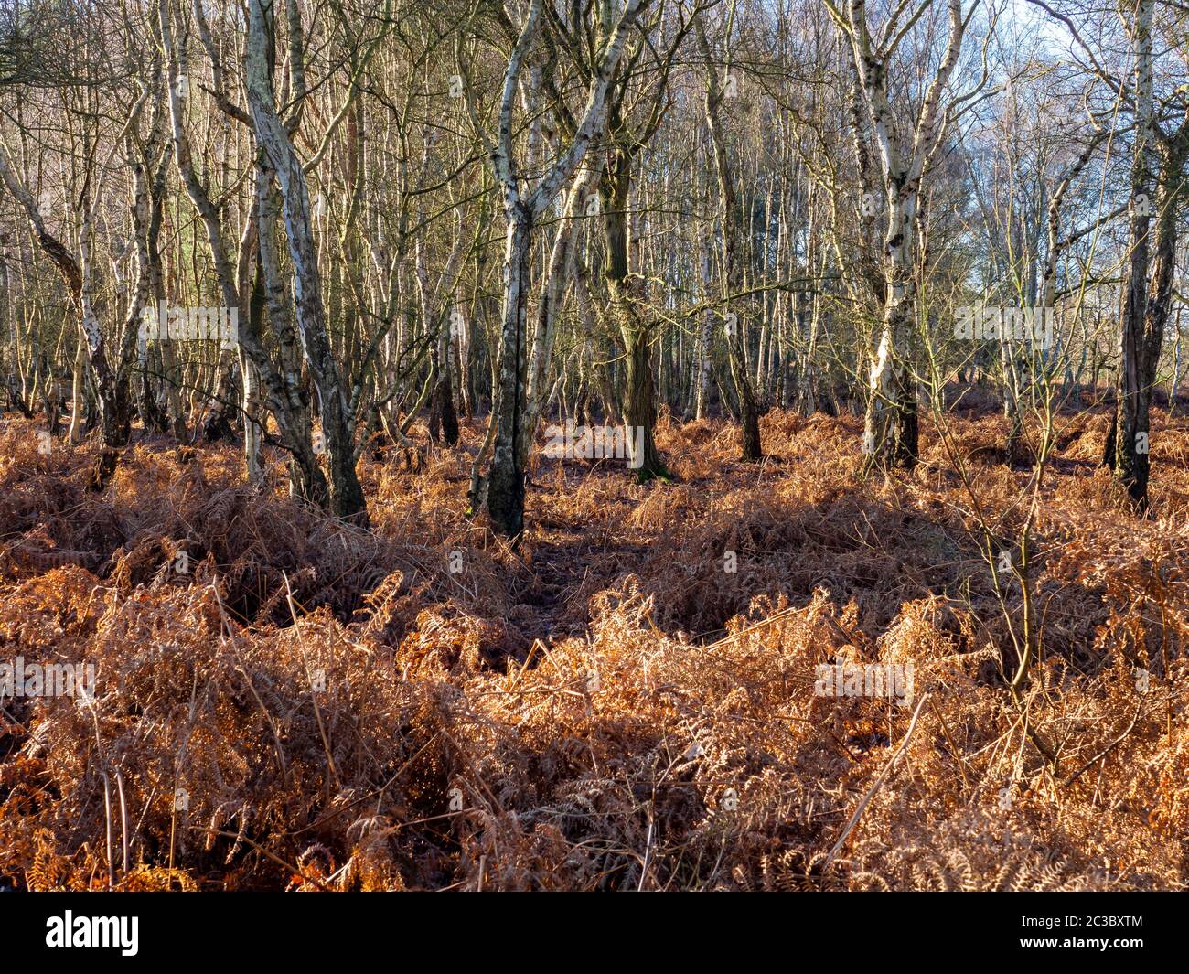 Winter bracken and bare trees in the woods at Skipwith Common National ...