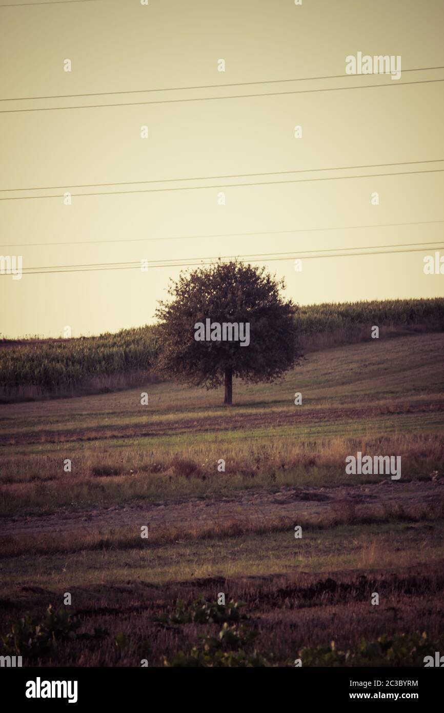 rural landscape with single tree growing in the empty field after ...