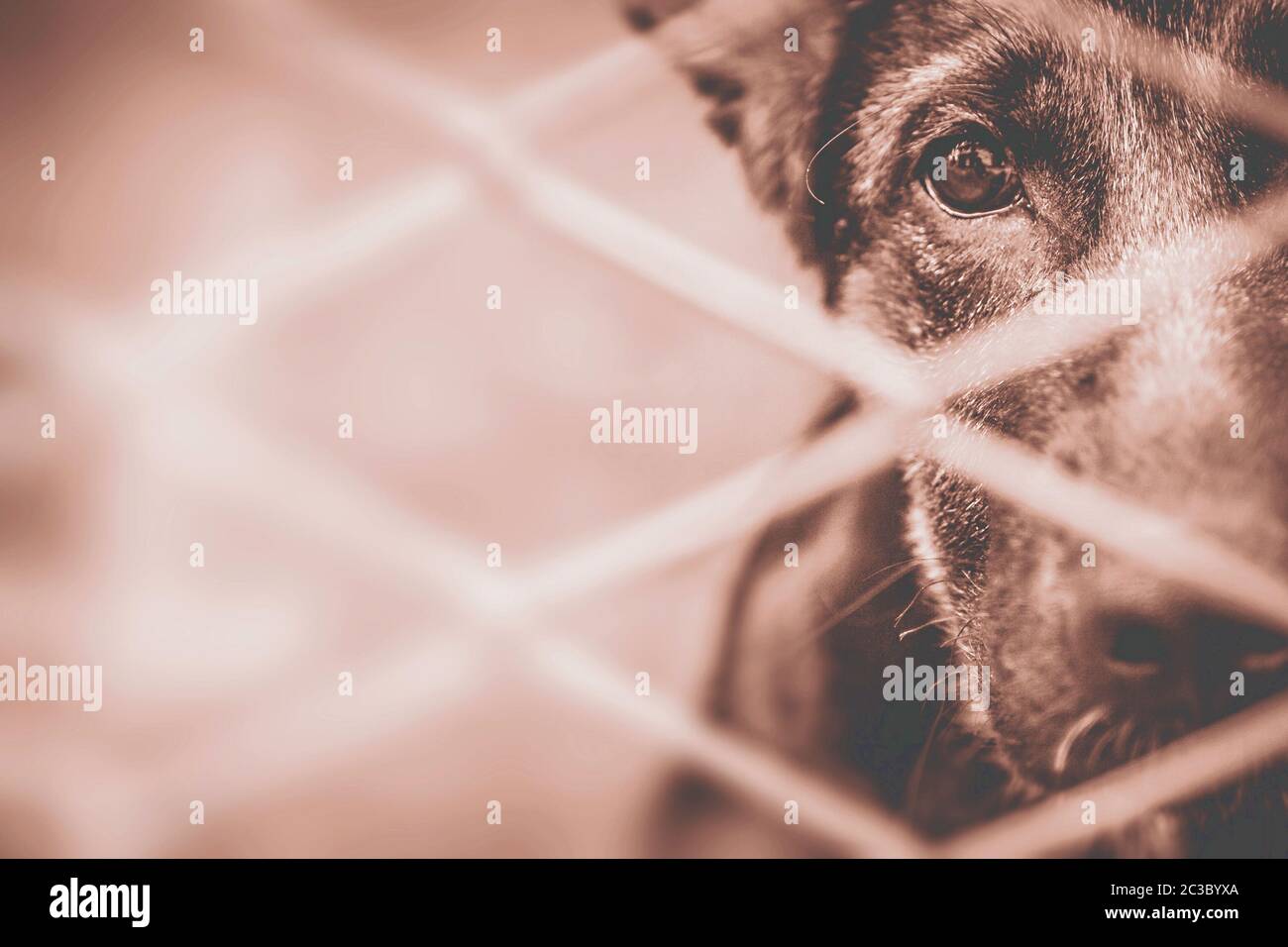 Caged dog hi-res stock photography and images - Alamy