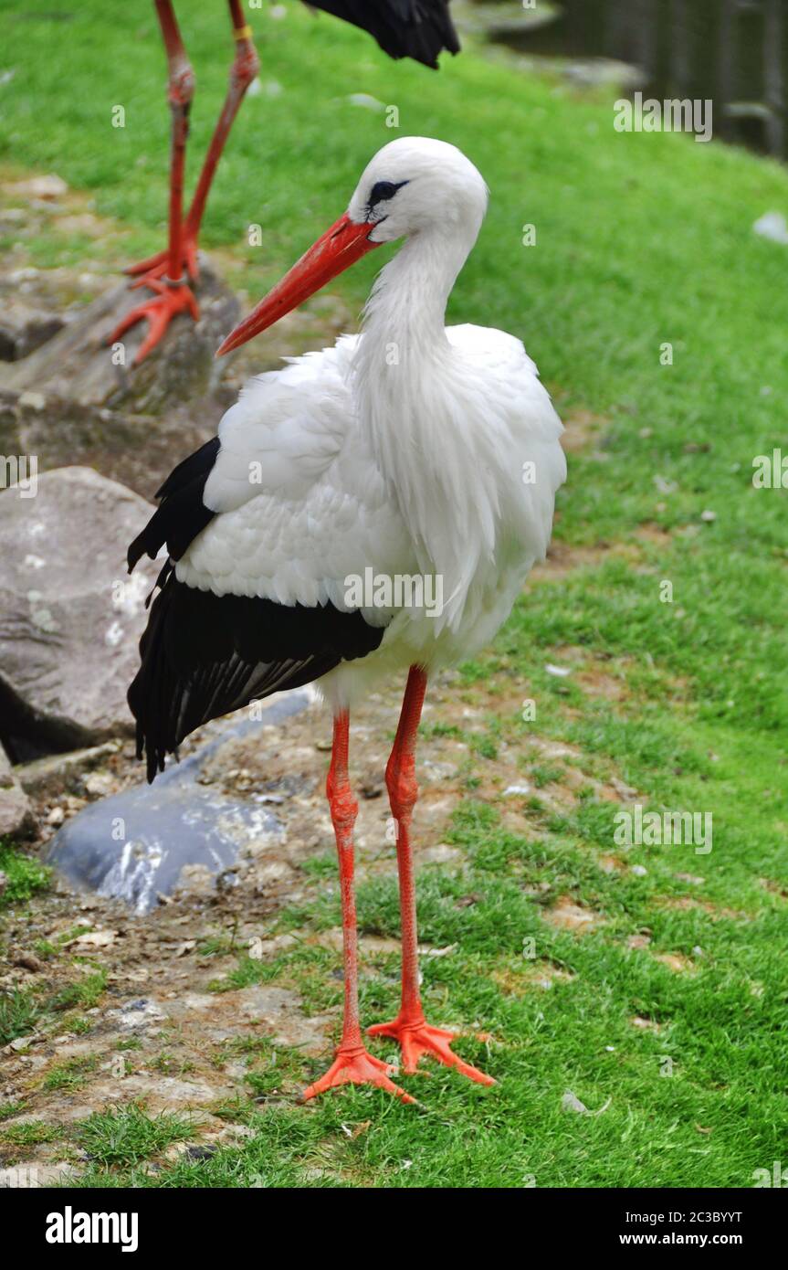 Stork species hi-res stock photography and images - Alamy