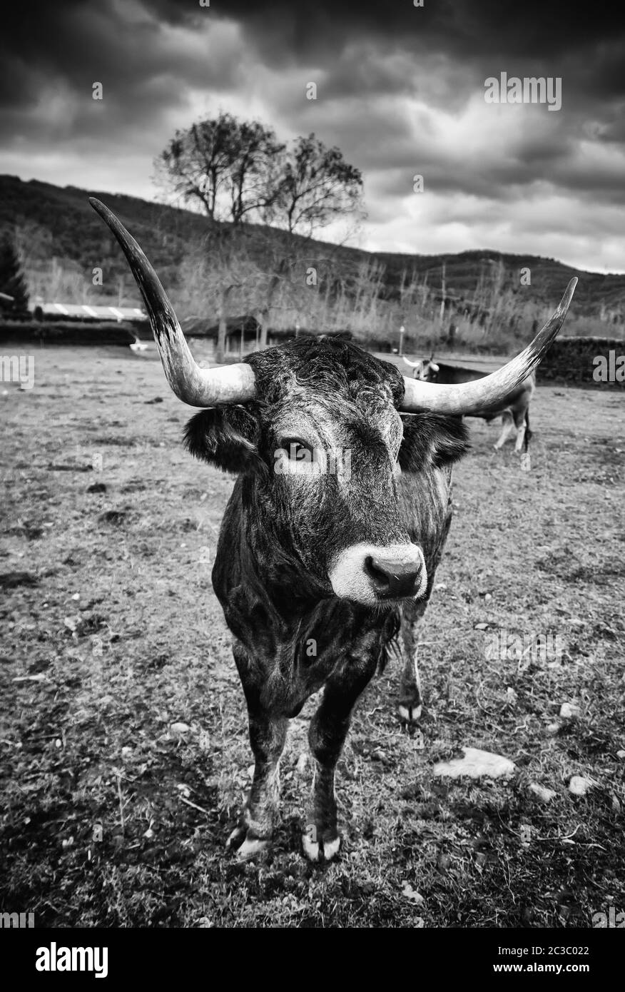 Bull in pasture, mammals and wild animals, landscape and nature Stock ...