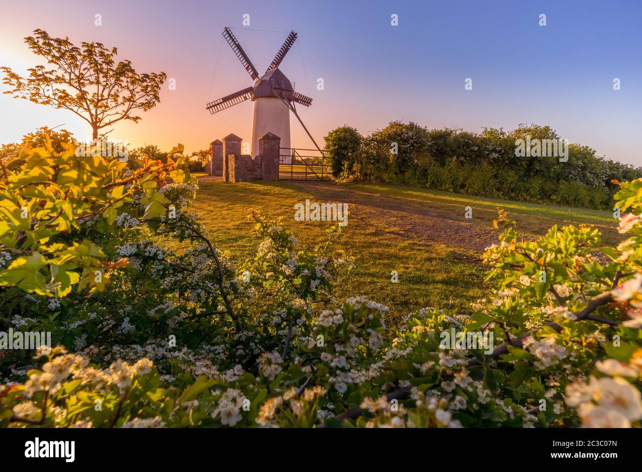 Traditional windmill at amazing sunrise with blooming flowers, Skerries ...