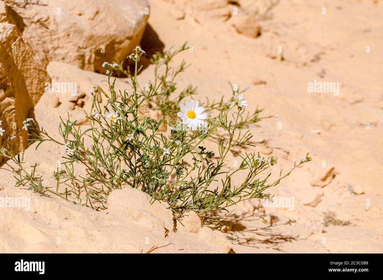 Desert up close hi-res stock photography and images - Alamy