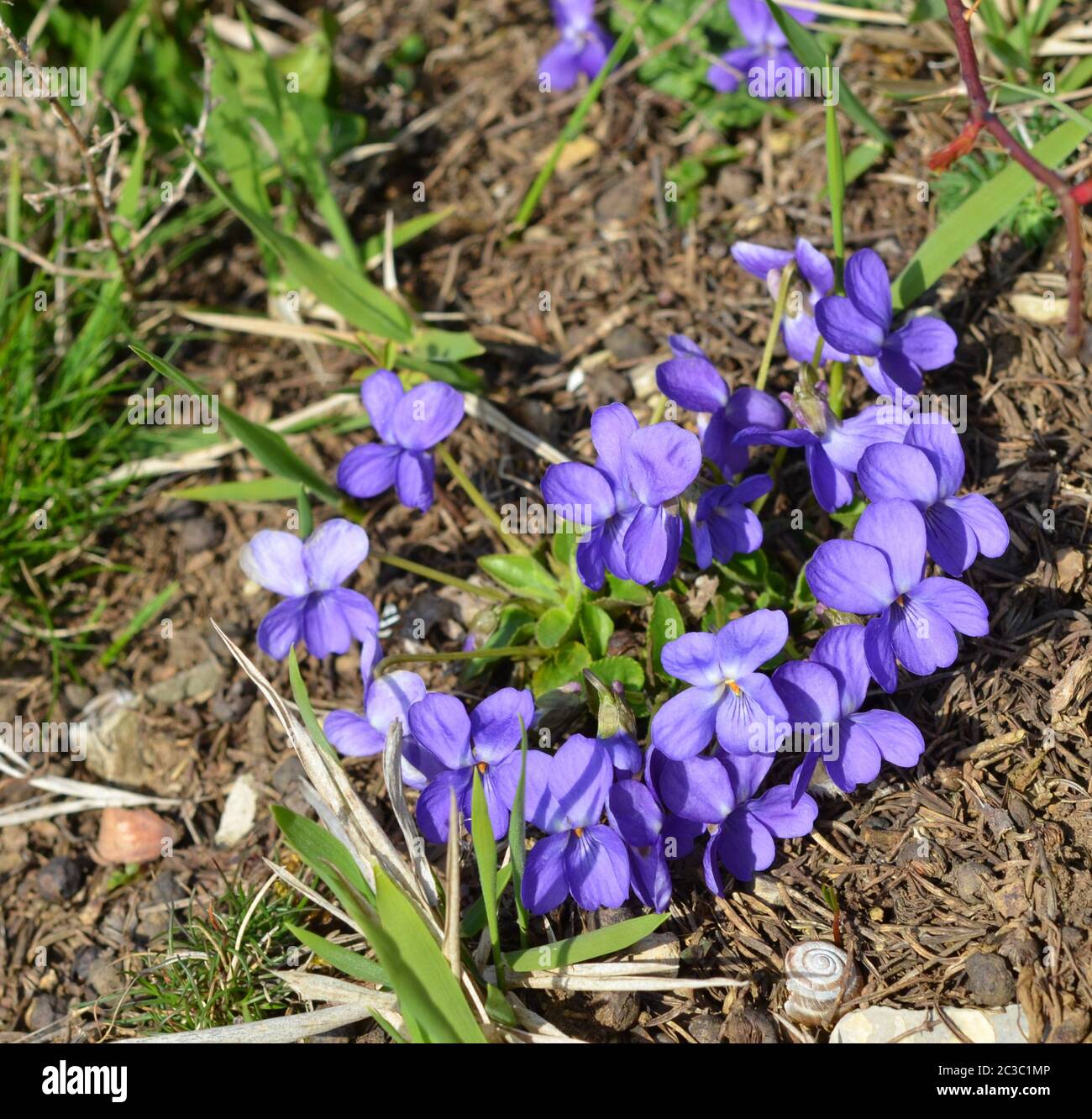 Scented season hi-res stock photography and images - Alamy