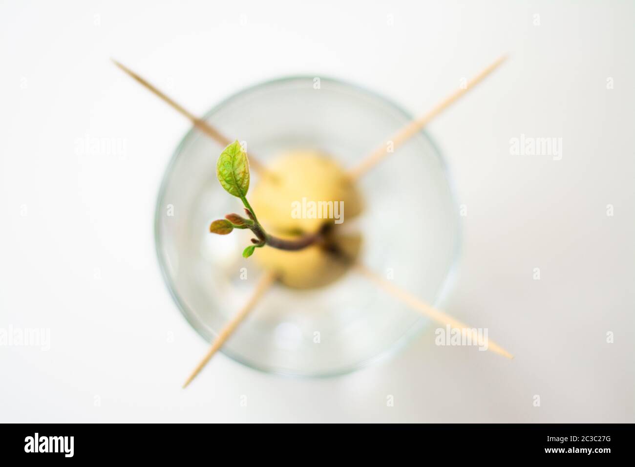 Seedling from seed hi-res stock photography and images - Alamy