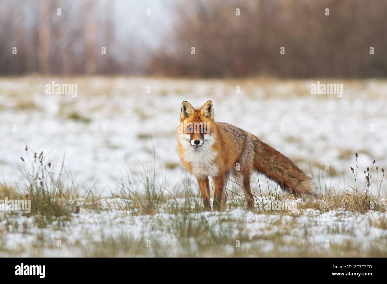 Fluffy red fox, vulpes vulpes, standing on a meadow with grass and snow ...
