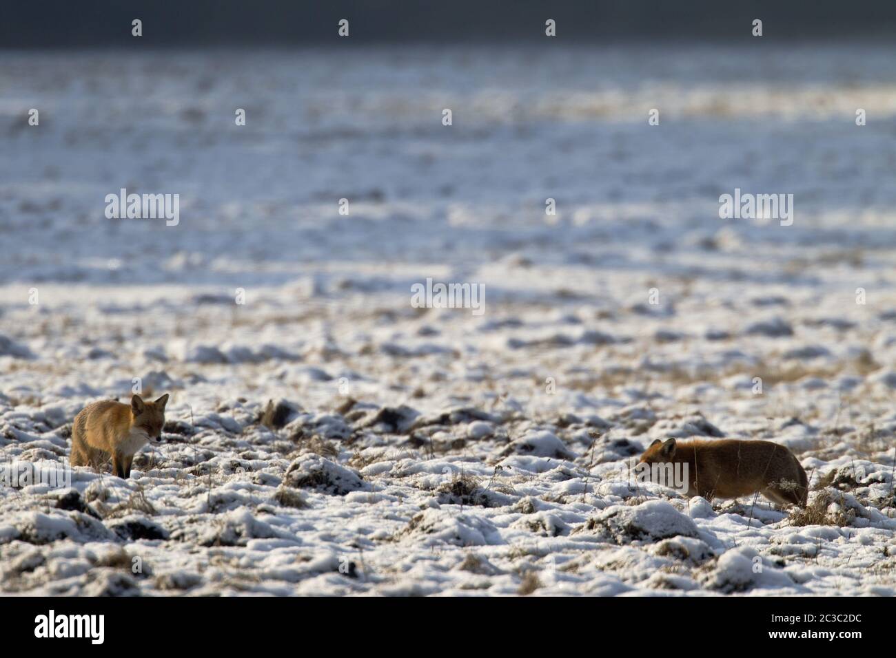 Foxes mating hi-res stock photography and images - Alamy