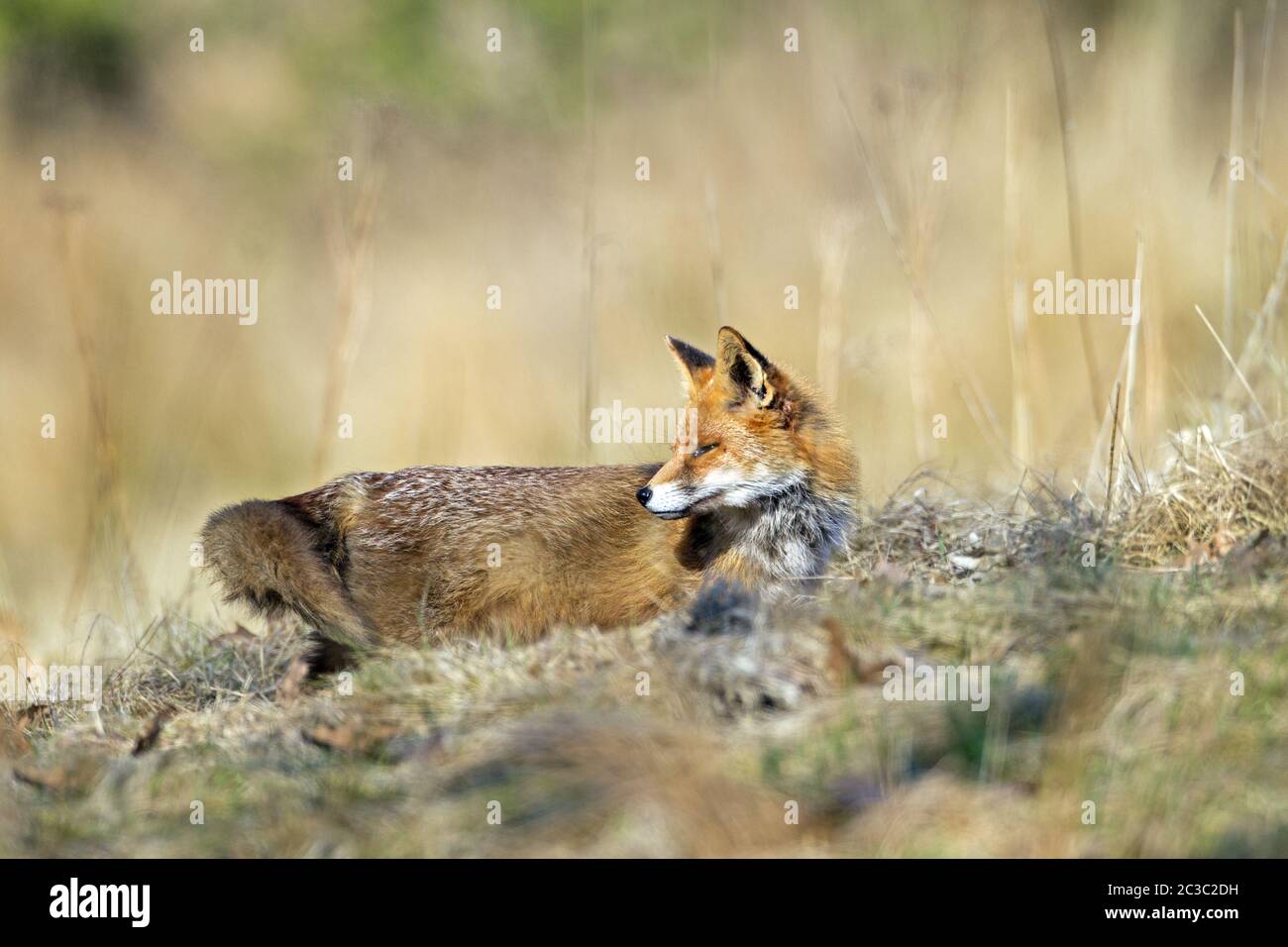 Red Fox vixen in front of the den Stock Photo - Alamy