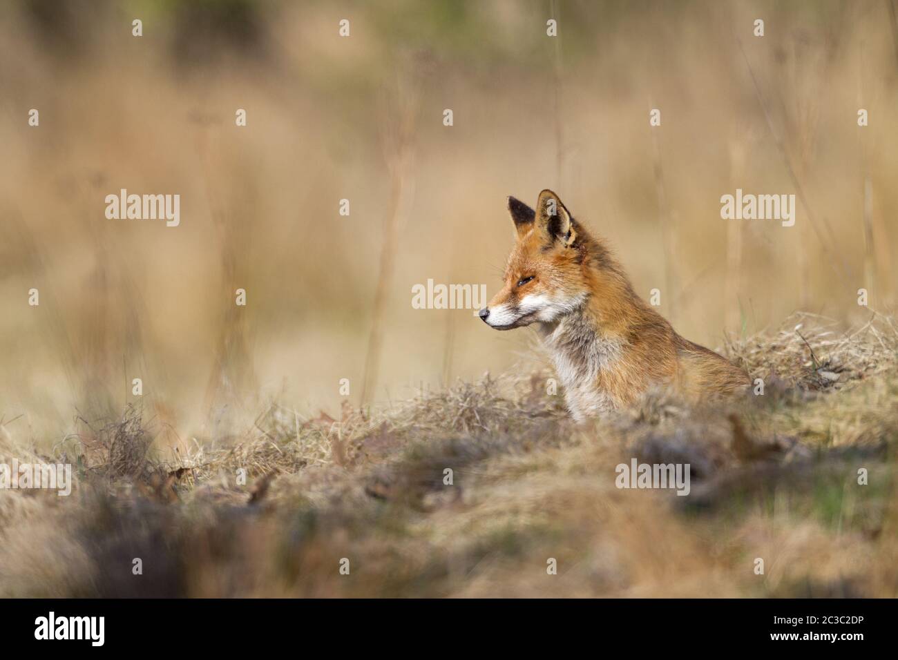 Red Fox vixen in front of the den Stock Photo - Alamy