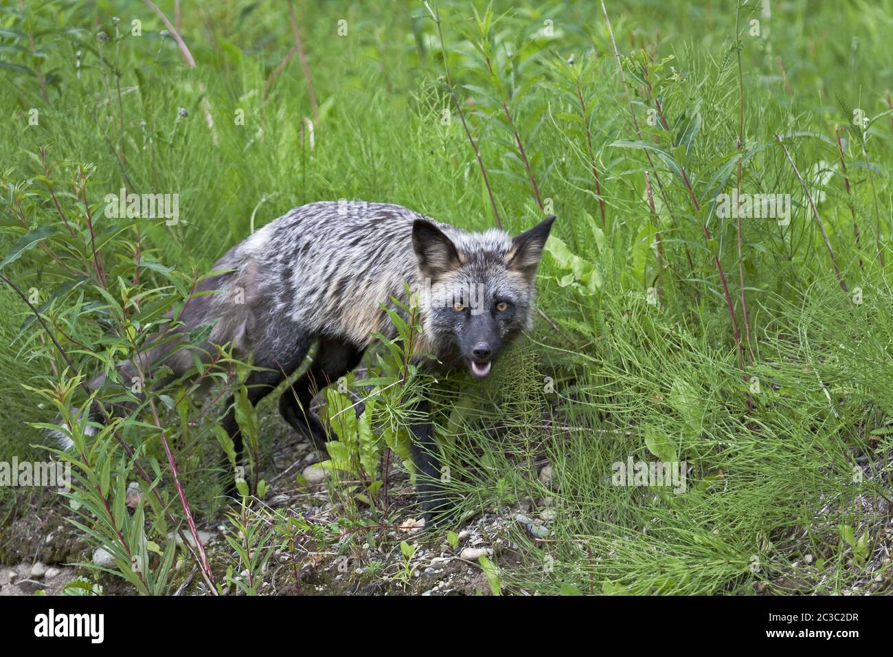 Red fox, this colour variation is called Cross Fox in North America ...