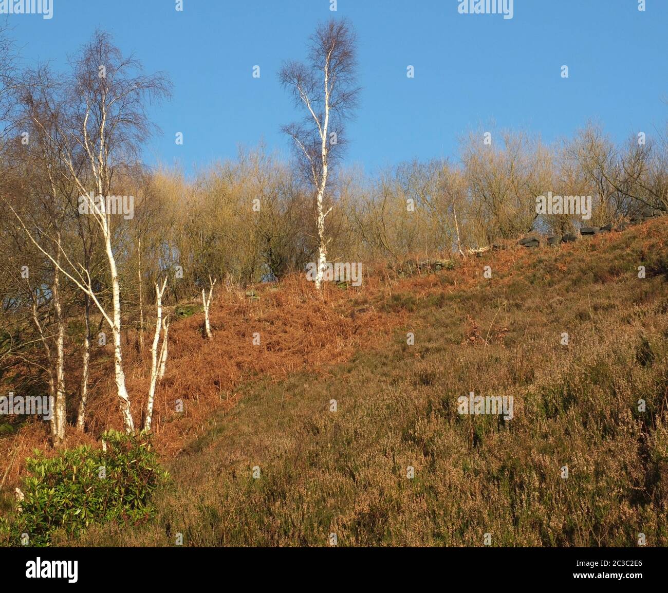 Hillside covered with trees hi-res stock photography and images - Alamy