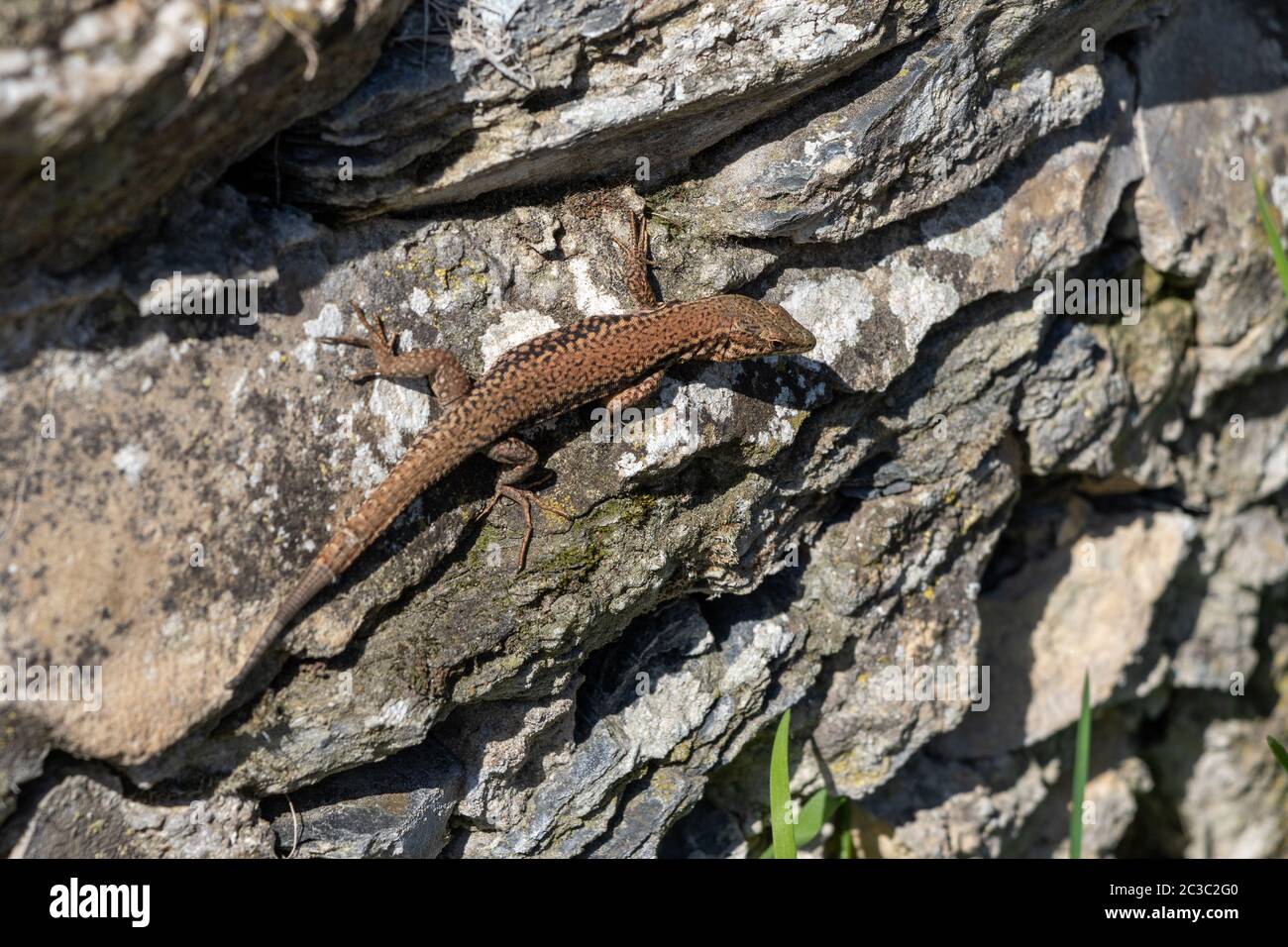 Lizard on slate rock hi-res stock photography and images - Alamy