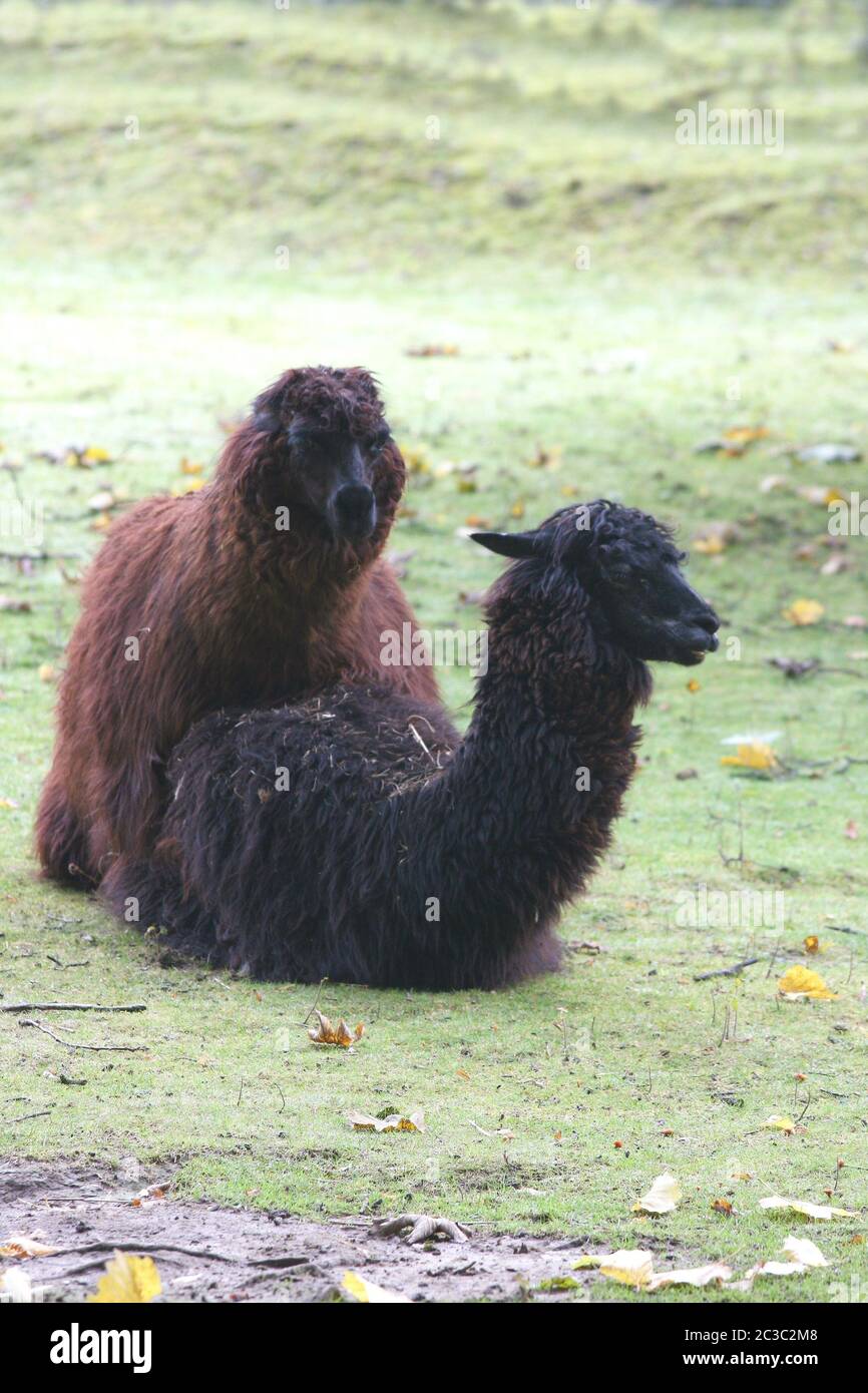 Two alpaka hi-res stock photography and images - Alamy