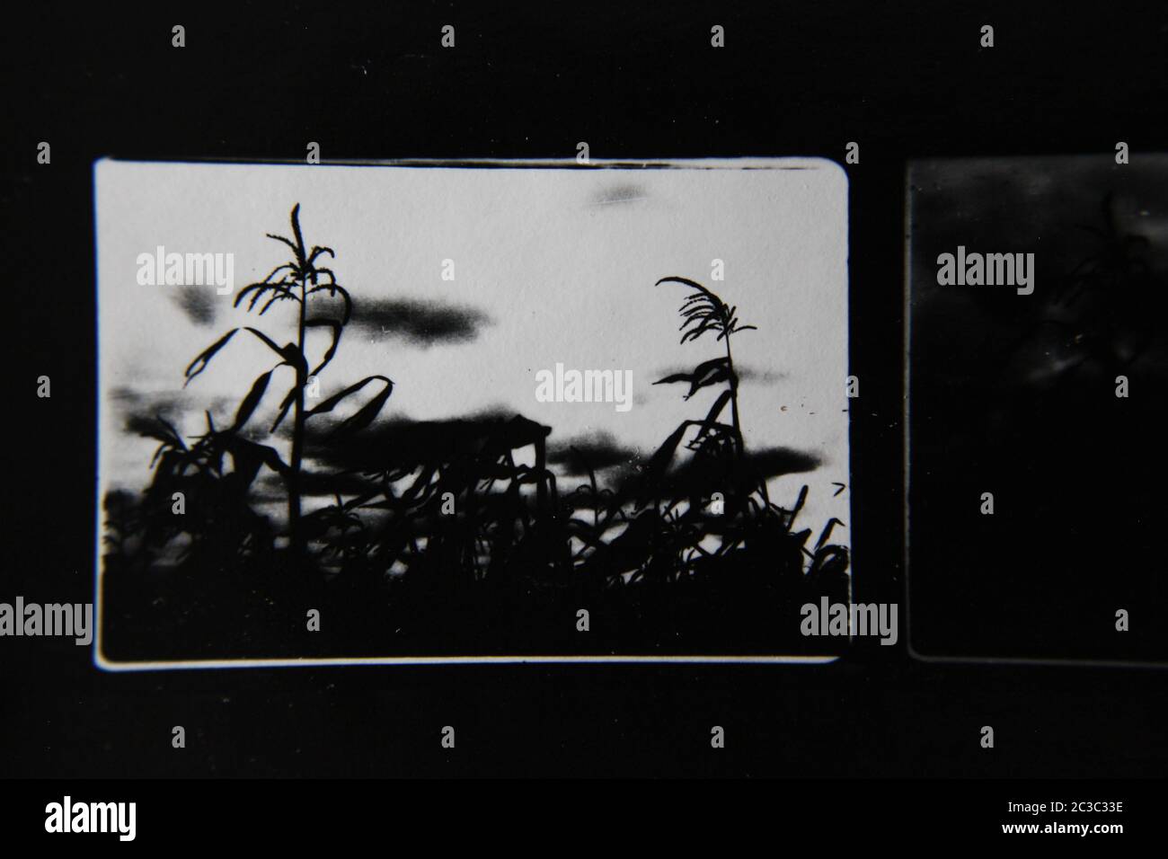 Fine 70s vintage contact print black and white extreme photography of ...