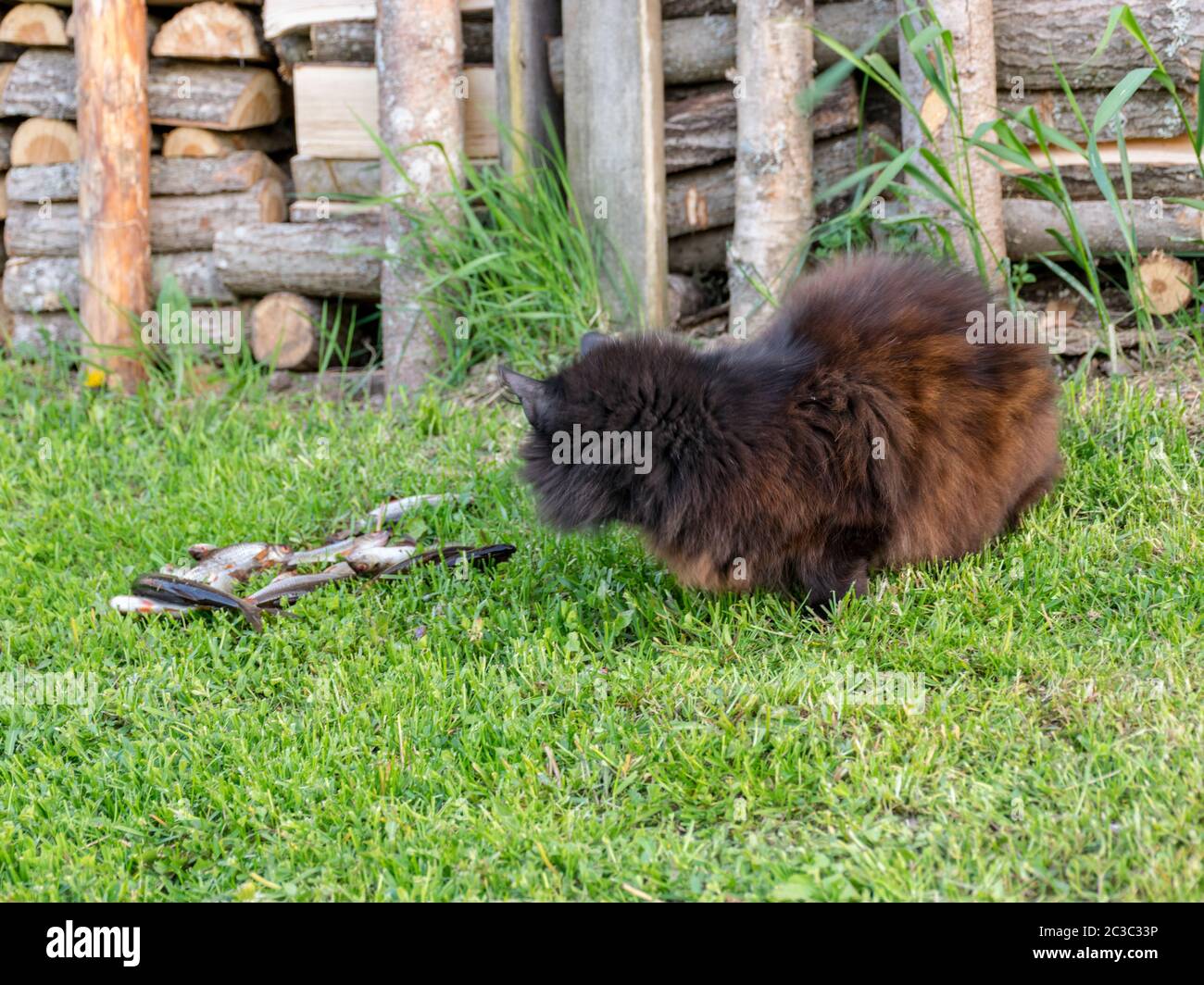 Black Cat Eating Fish