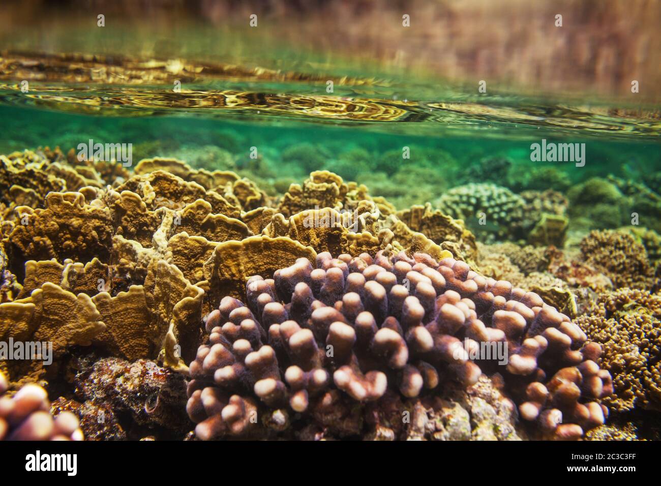 Coral reef scenes hi-res stock photography and images - Alamy