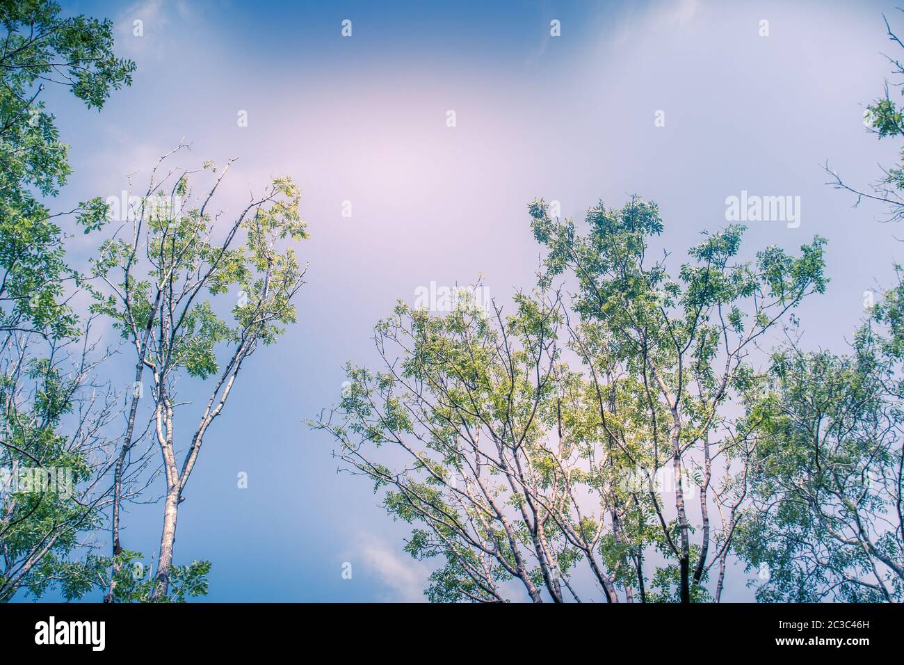 Sunlit Tree Canopy dappled with golden light and blue sky UK Stock ...